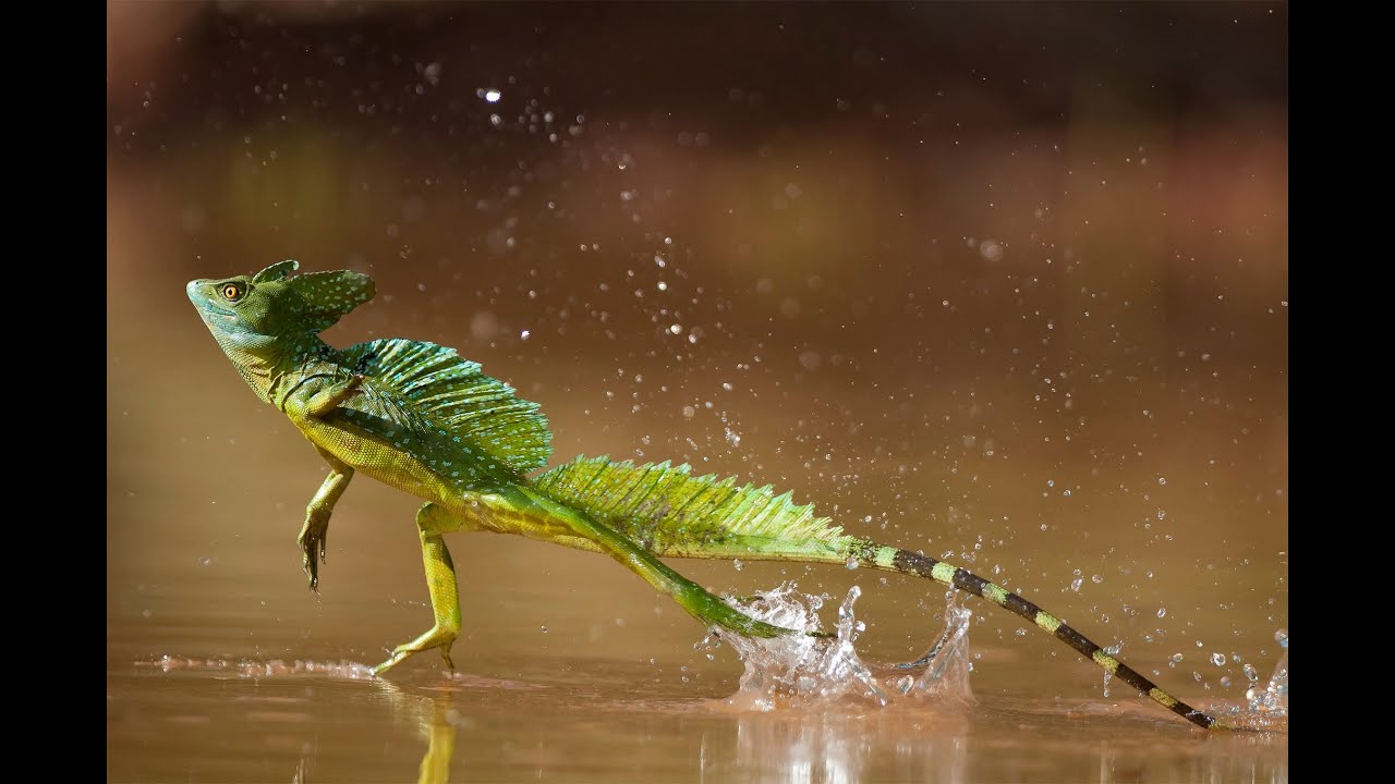 10 Incredible Animal Abilities | Amazing Science Facts