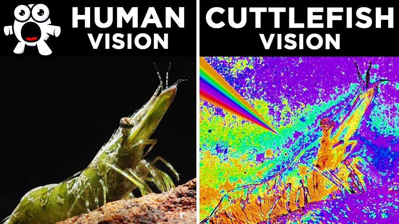 How Different Animals See The World | Amazing Science Facts