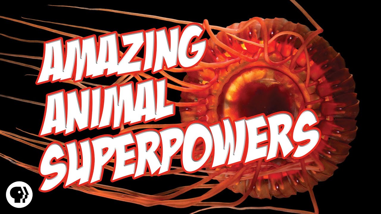 Nature’s Most Amazing Animal Superpowers | Amazing Science Facts
